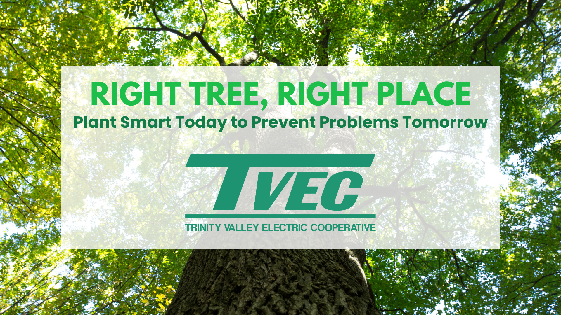 Trinity Valley Electric Cooperative